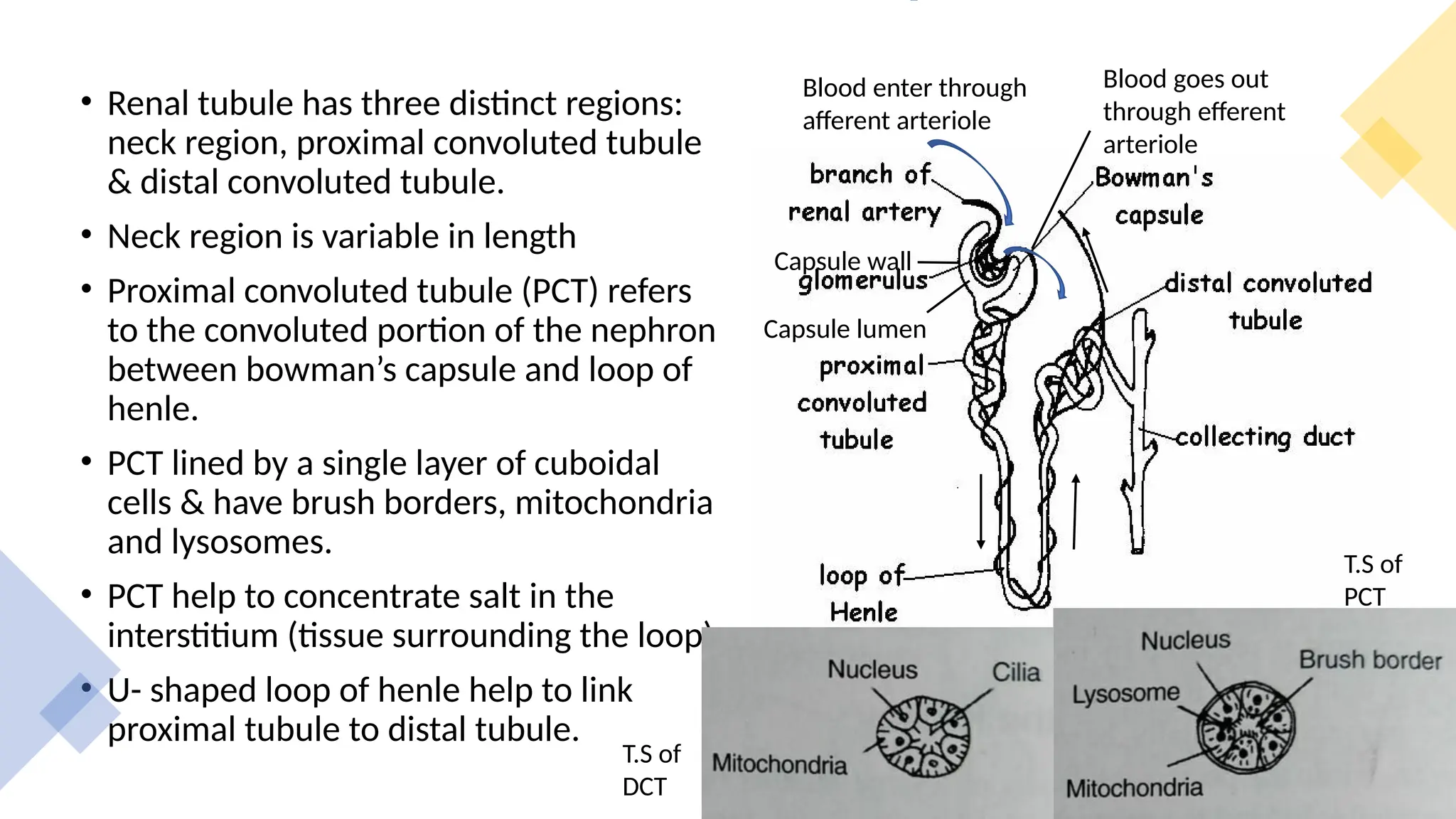 EXCRETORY STRUCTURE IN FISH .pptx