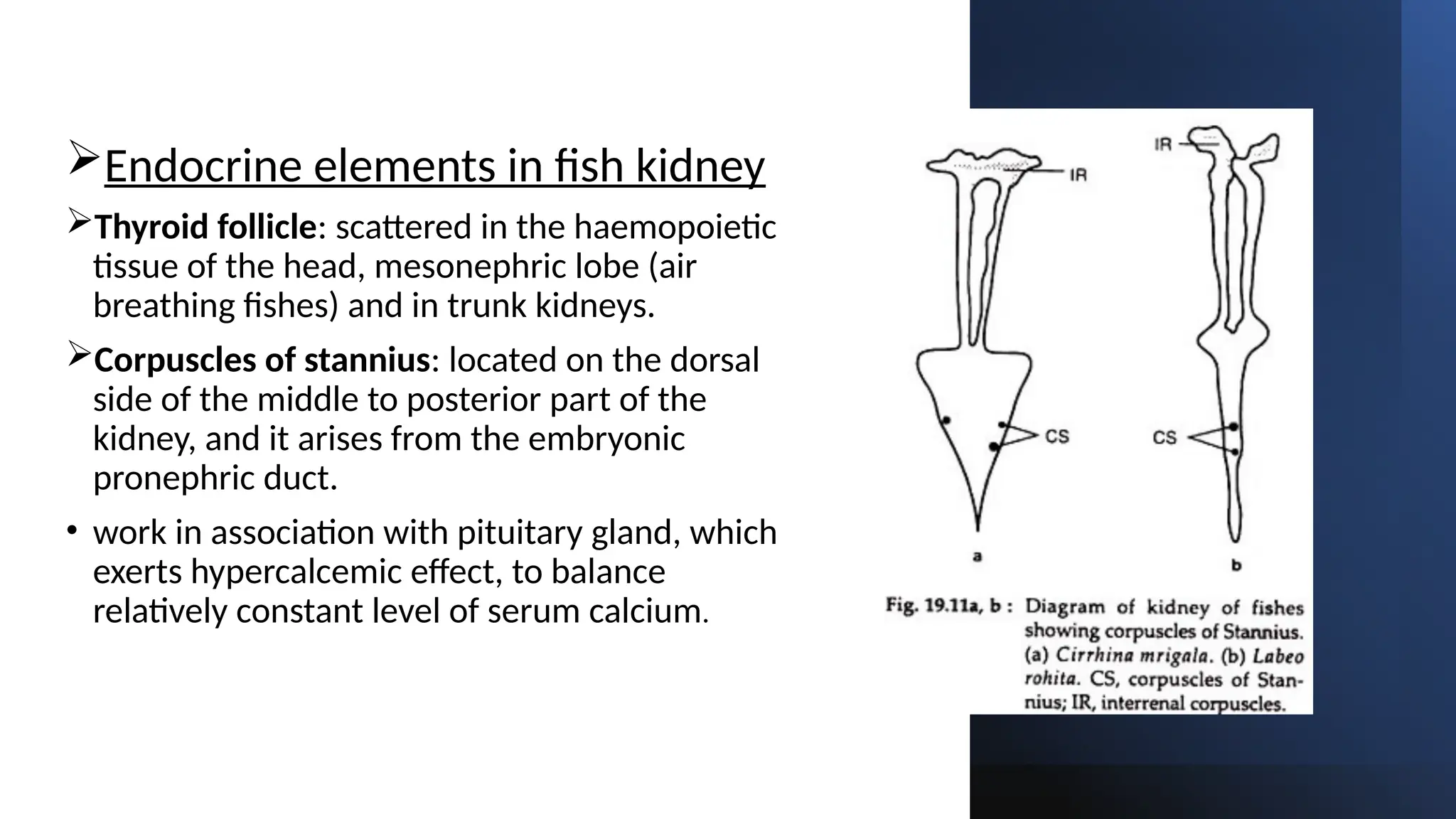 EXCRETORY STRUCTURE IN FISH .pptx