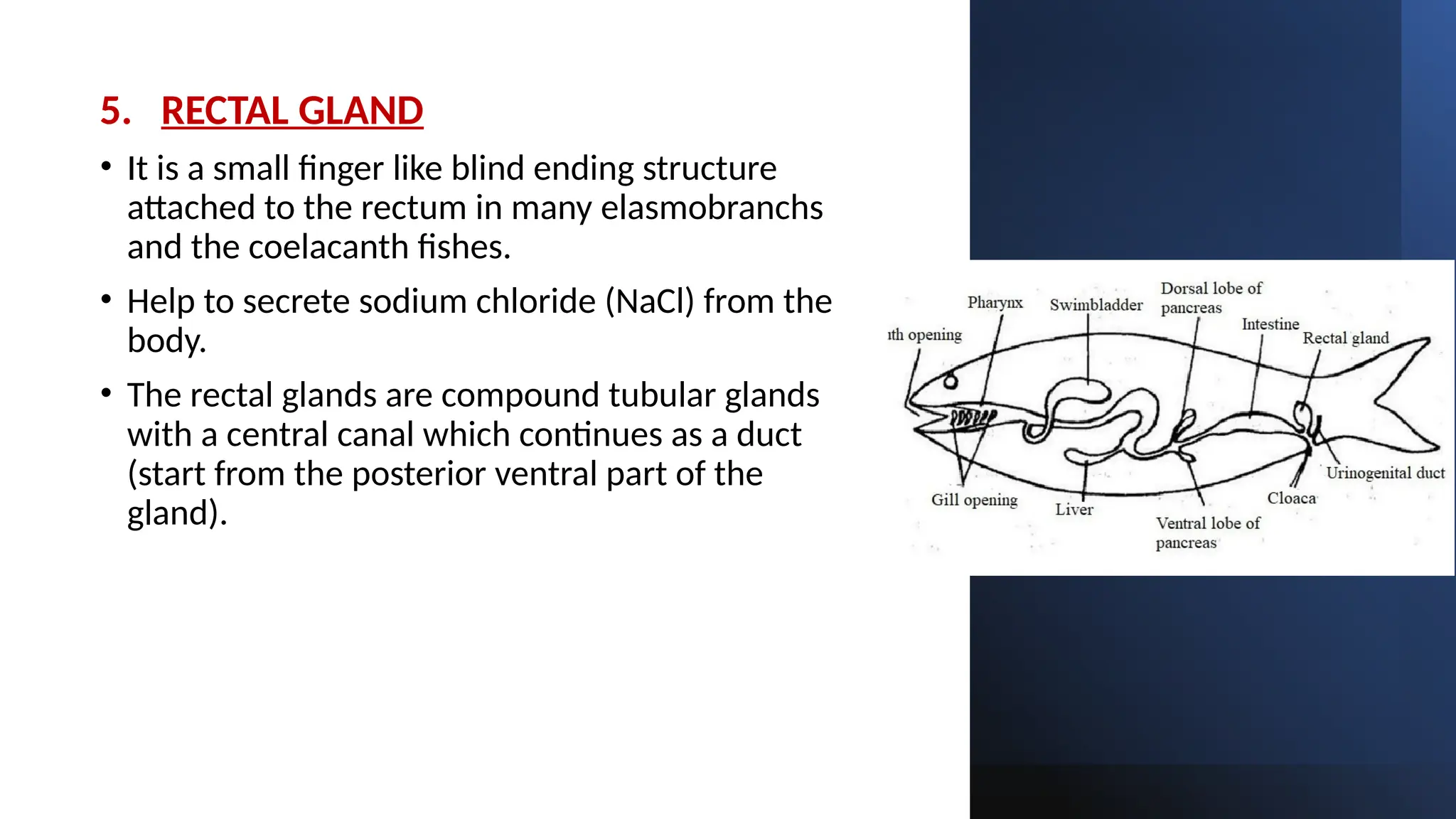 EXCRETORY STRUCTURE IN FISH .pptx