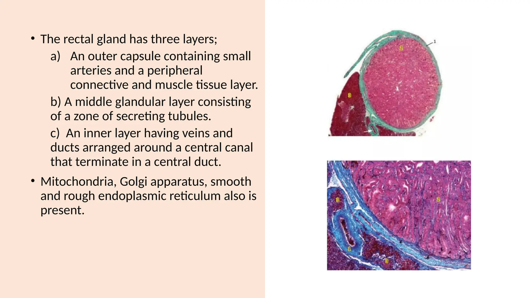 EXCRETORY STRUCTURE IN FISH .pptx