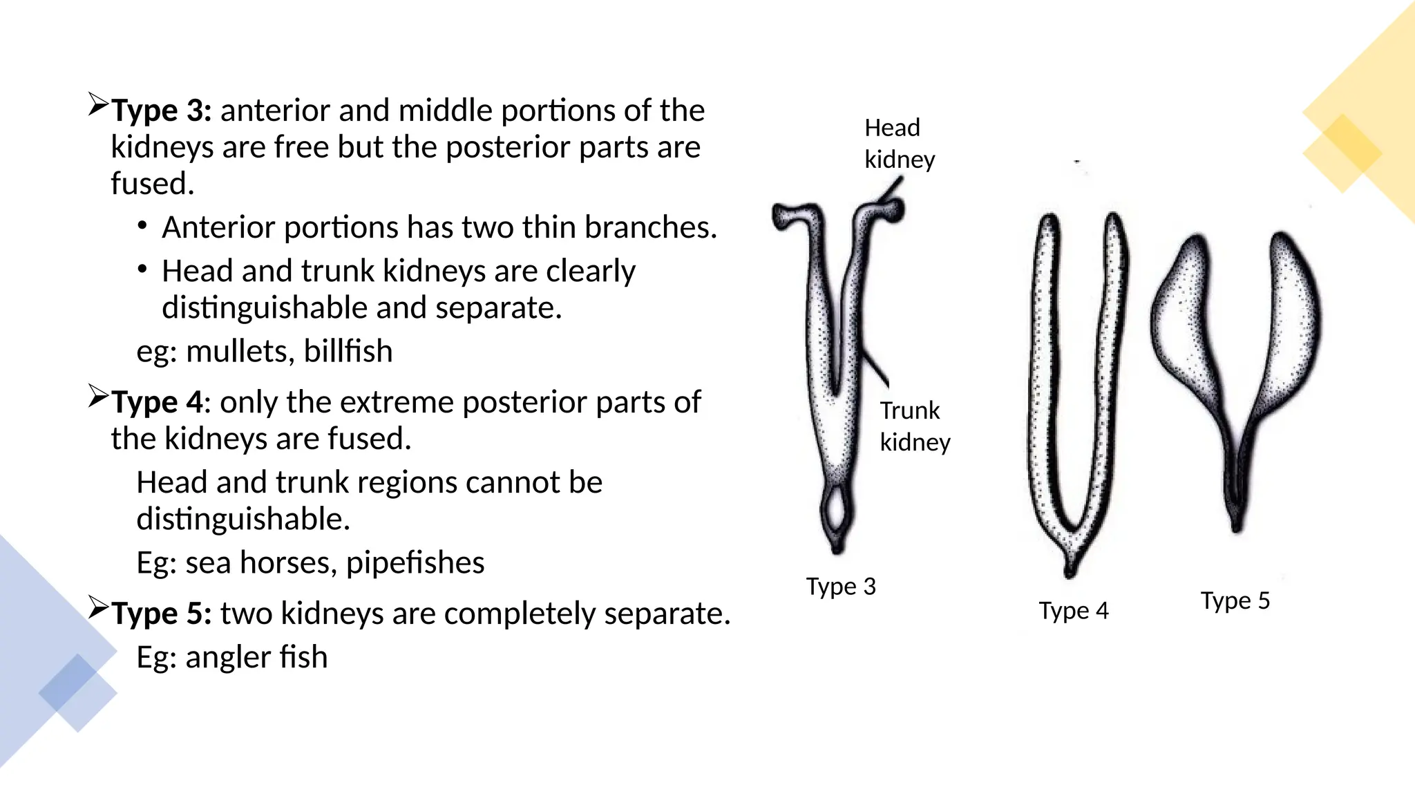 EXCRETORY STRUCTURE IN FISH .pptx