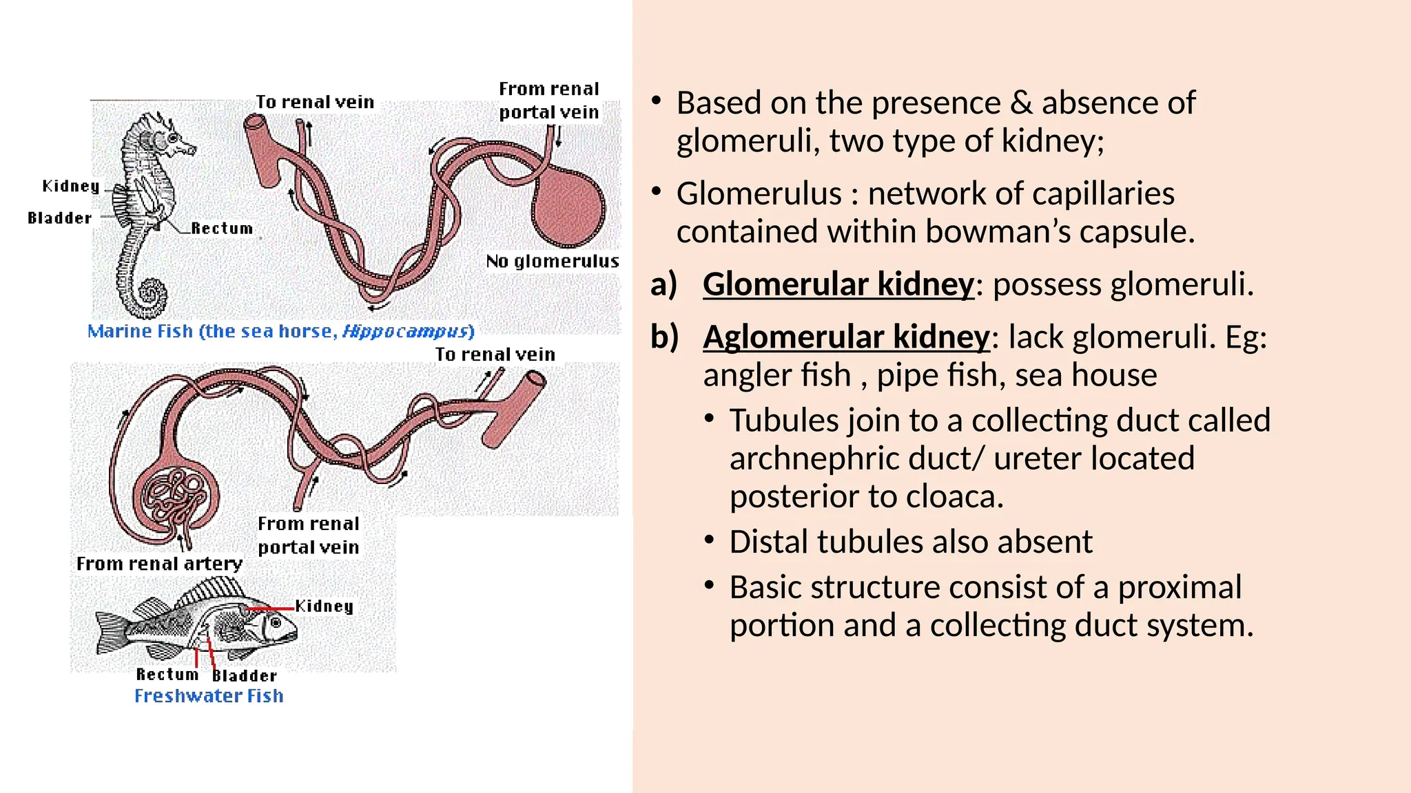 EXCRETORY STRUCTURE IN FISH .pptx