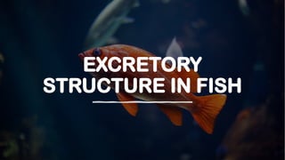 EXCRETORY STRUCTURE IN FISH .pptx