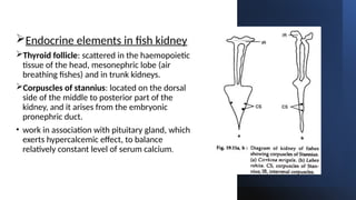 EXCRETORY STRUCTURE IN FISH .pptx