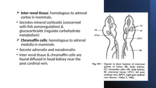 EXCRETORY STRUCTURE IN FISH .pptx