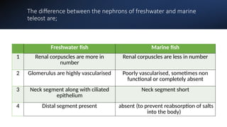 EXCRETORY STRUCTURE IN FISH .pptx