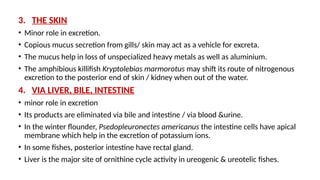 EXCRETORY STRUCTURE IN FISH .pptx