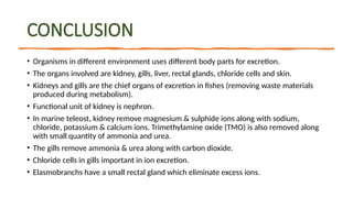 EXCRETORY STRUCTURE IN FISH .pptx