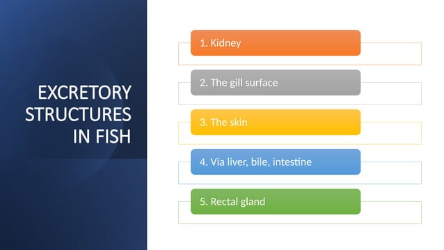 EXCRETORY STRUCTURE IN FISH .pptx