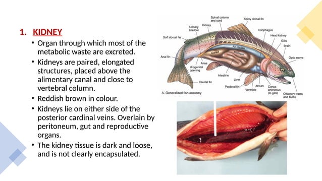 EXCRETORY STRUCTURE IN FISH .pptx