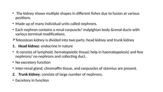 EXCRETORY STRUCTURE IN FISH .pptx