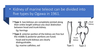EXCRETORY STRUCTURE IN FISH .pptx