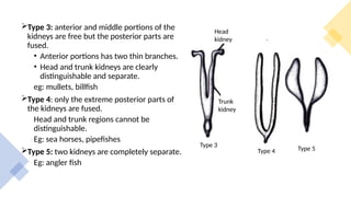 EXCRETORY STRUCTURE IN FISH .pptx