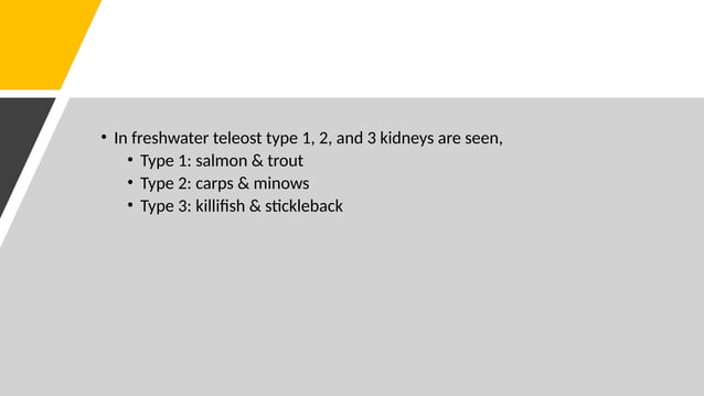 EXCRETORY STRUCTURE IN FISH .pptx