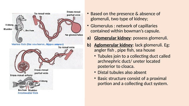 EXCRETORY STRUCTURE IN FISH .pptx