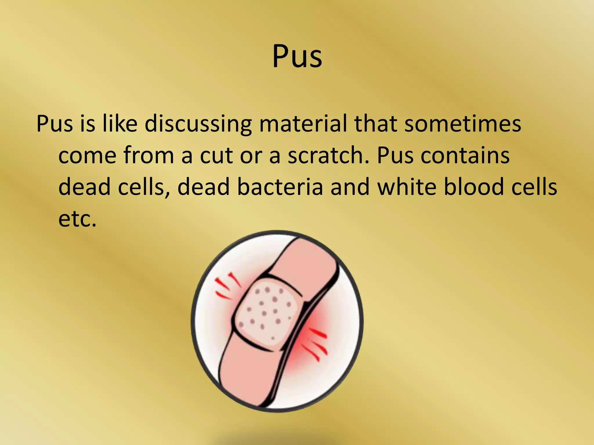 Excretory System In Human Beings | PPTX