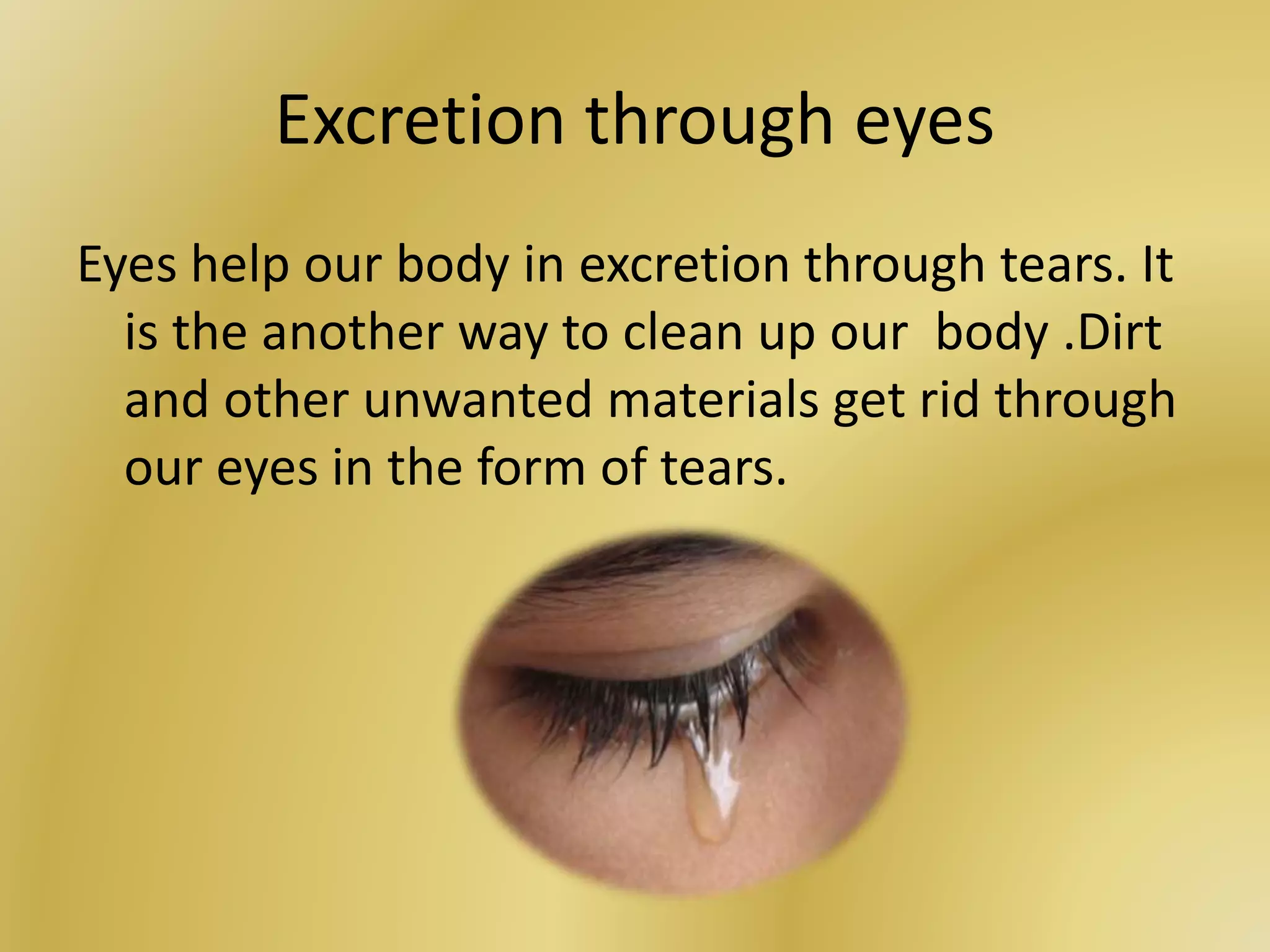 Excretory System In Human Beings | PPTX