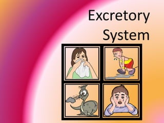Excretory System In Human Beings | PPTX