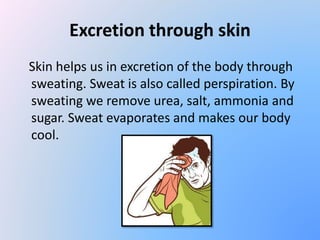 Excretory System In Human Beings | PPTX