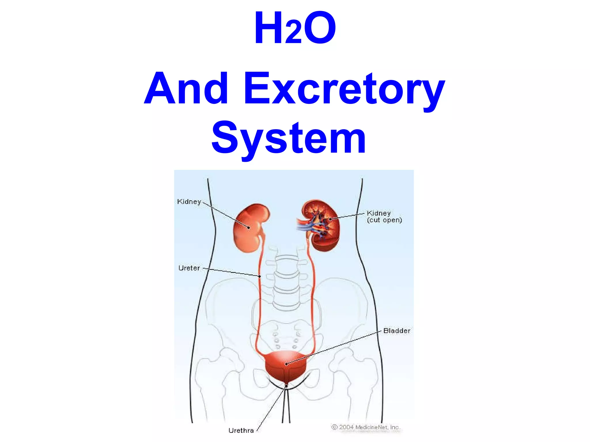 Excretory System | PPT