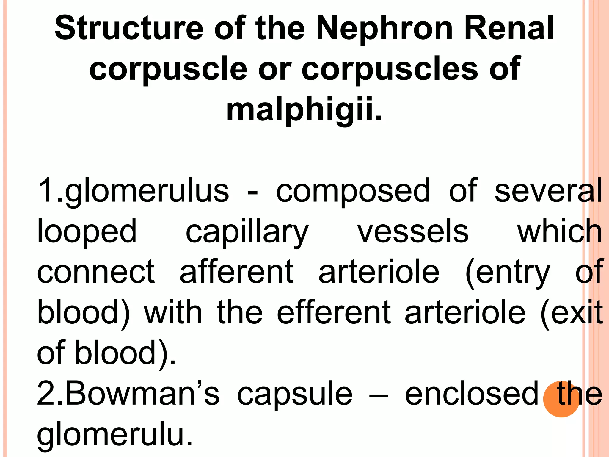 Excretory system | PPT