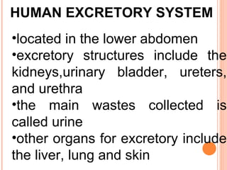 Excretory system | PPT