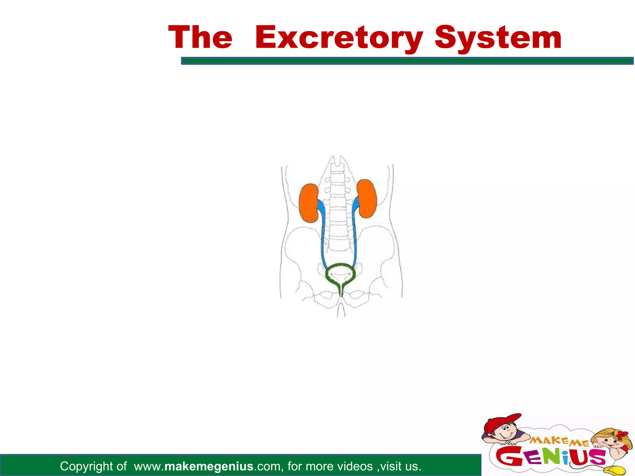 Excretory system | PPT