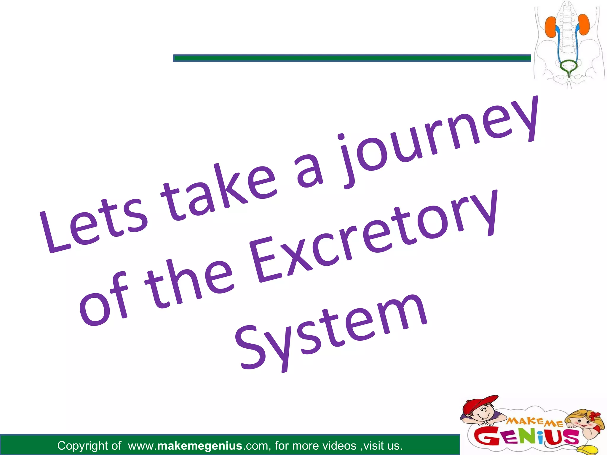 Excretory system | PPT