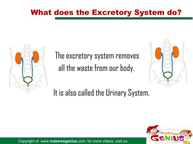 Excretory system | PPT