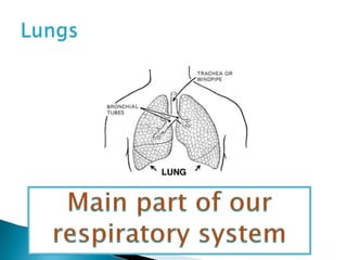 Excretory system | PPTX
