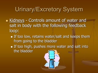 Excretory system | PPTX | Chemistry | Science
