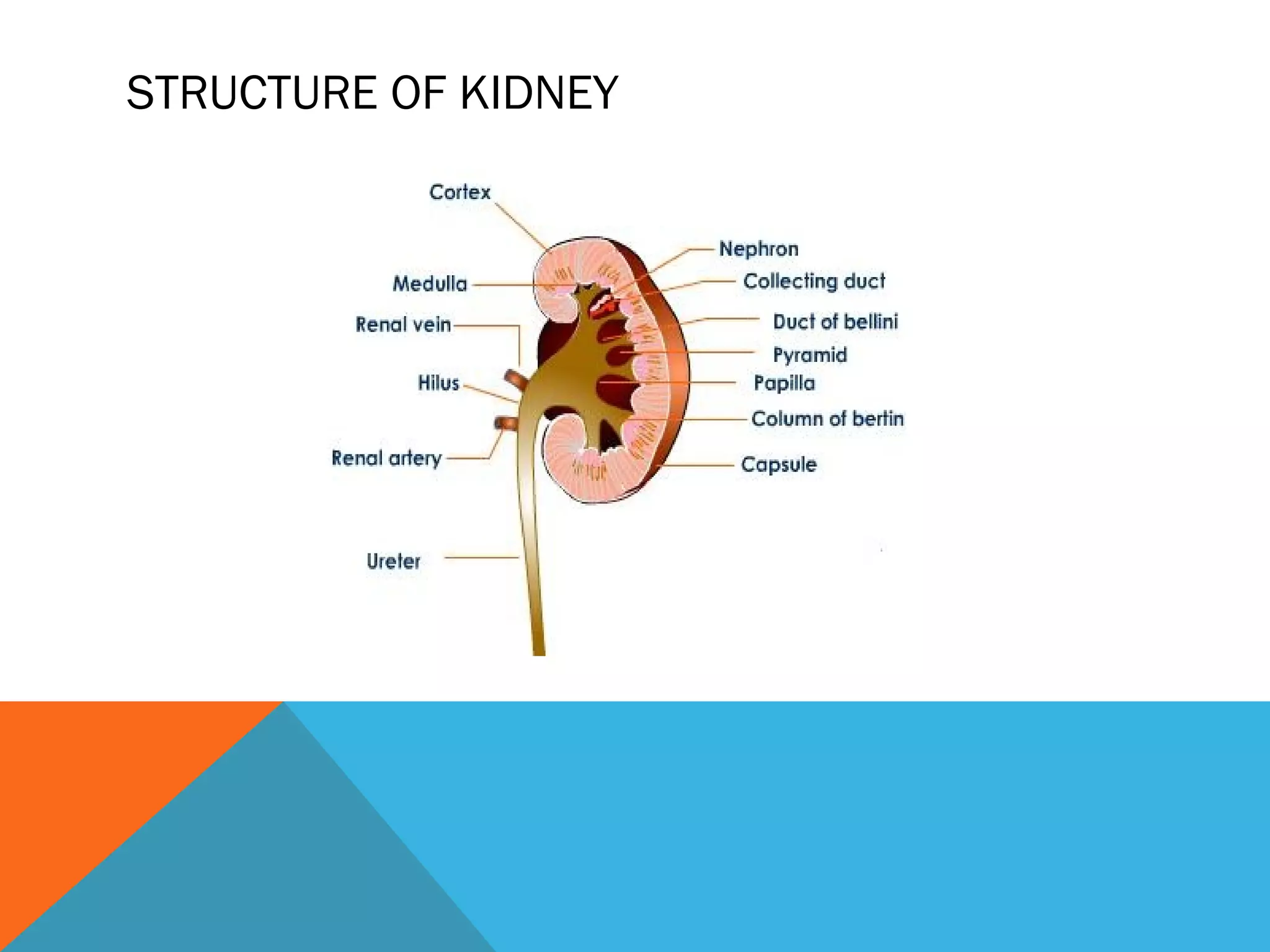 Excretory system | PPT