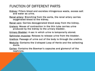 Excretory system | PPT