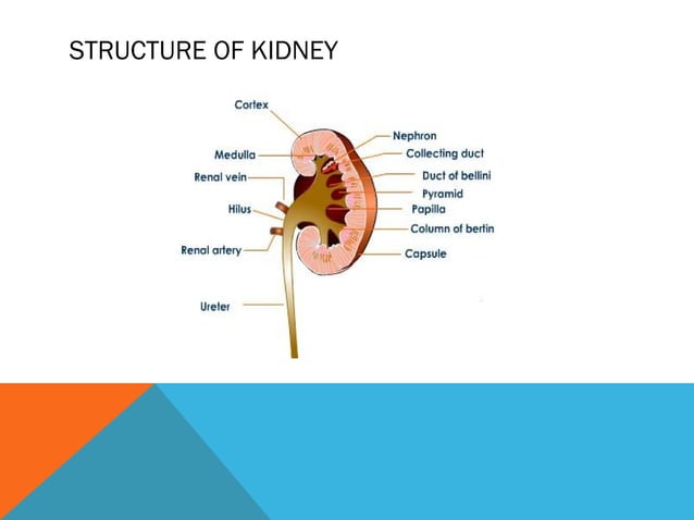 Excretory system | PPT