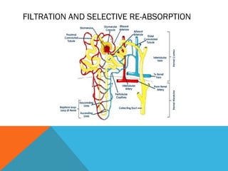 Excretory system | PPT