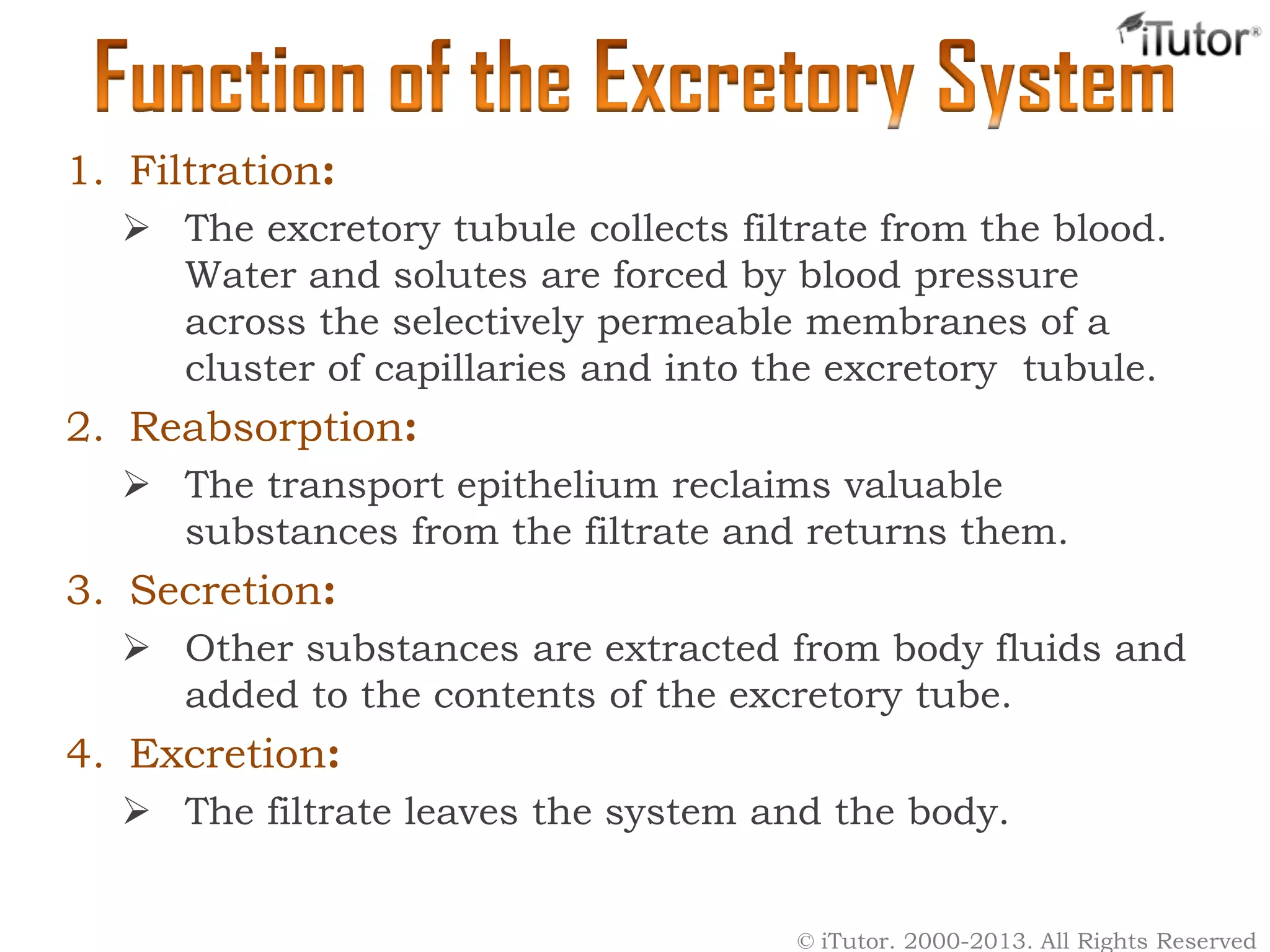 Excretory System | PPTX