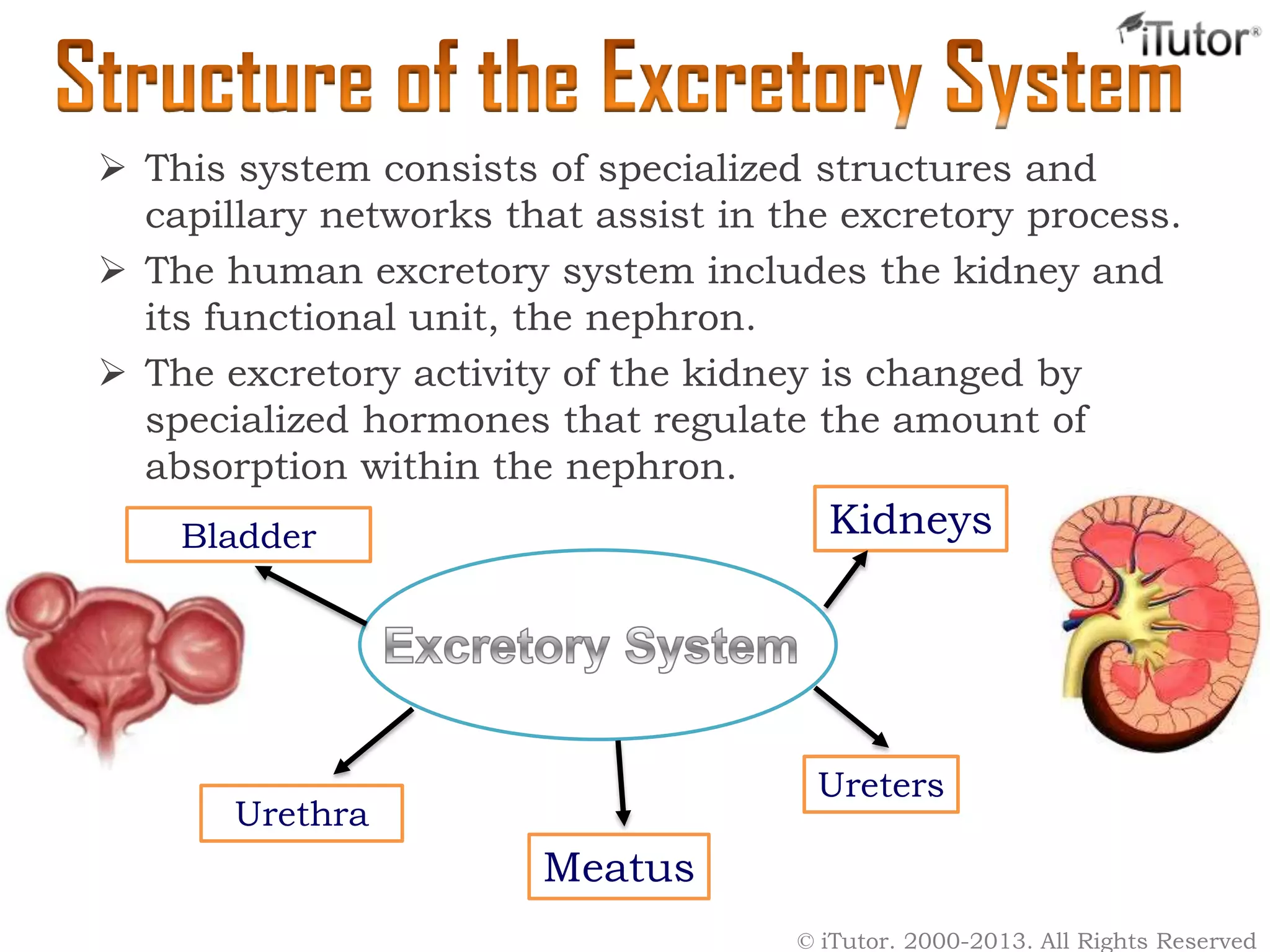 Excretory System | PPTX