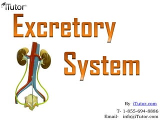 Excretory System Images