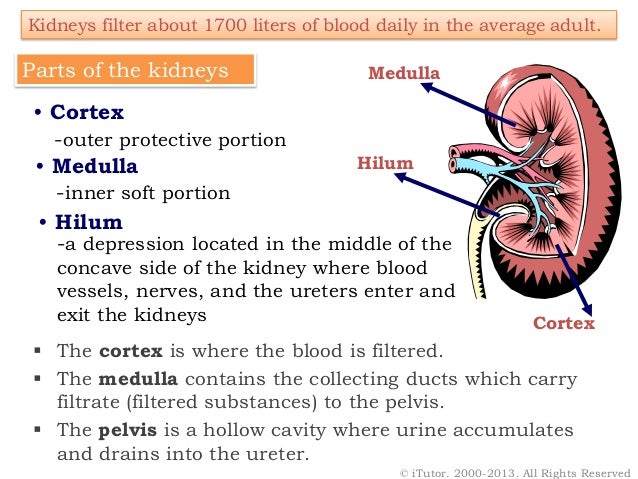 The Excretory System External Anatomy Mcat 2018 Biology