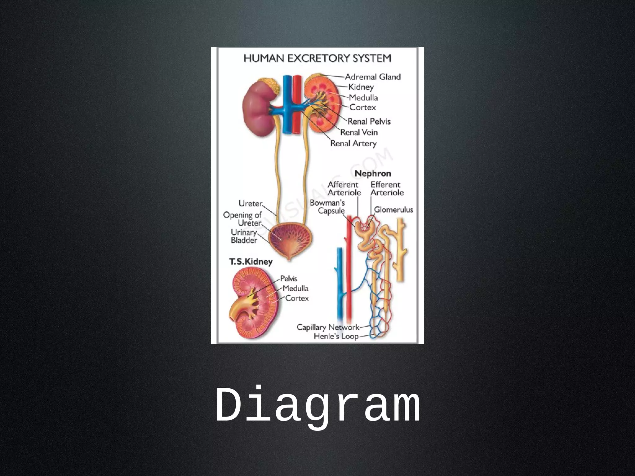 Excretory system | PPT