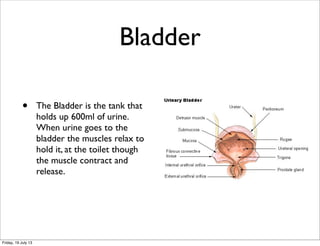 Excretory system | PPT