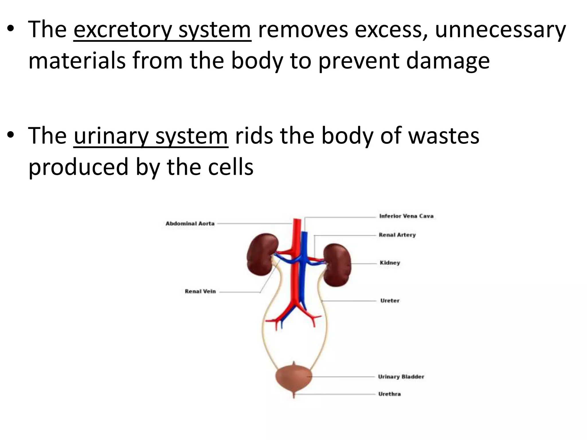 Excretory system | PPT