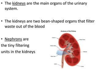 Excretory system | PPTX | Chemistry | Science