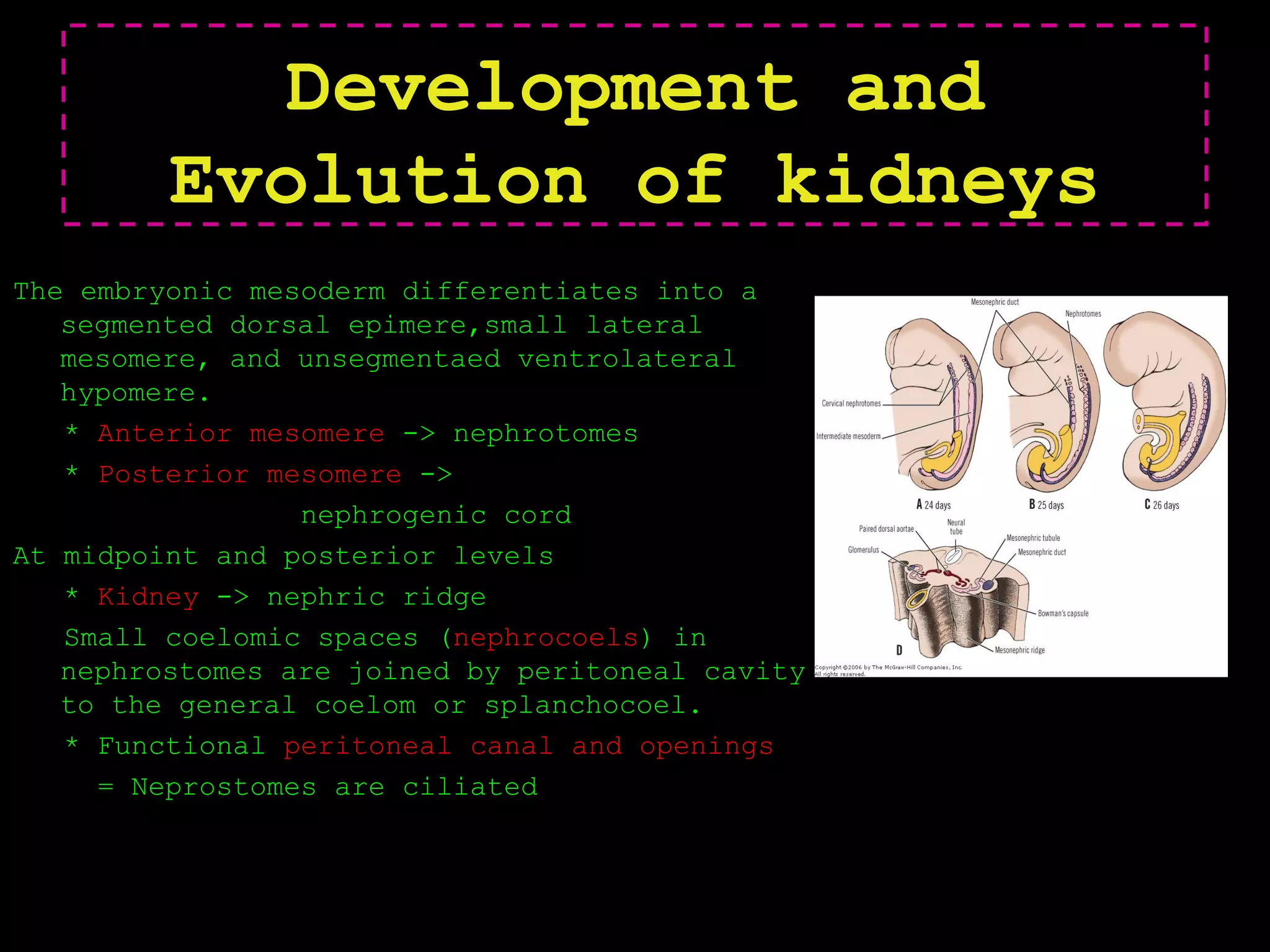 Comparative Anatomy - Excretory System | PPT