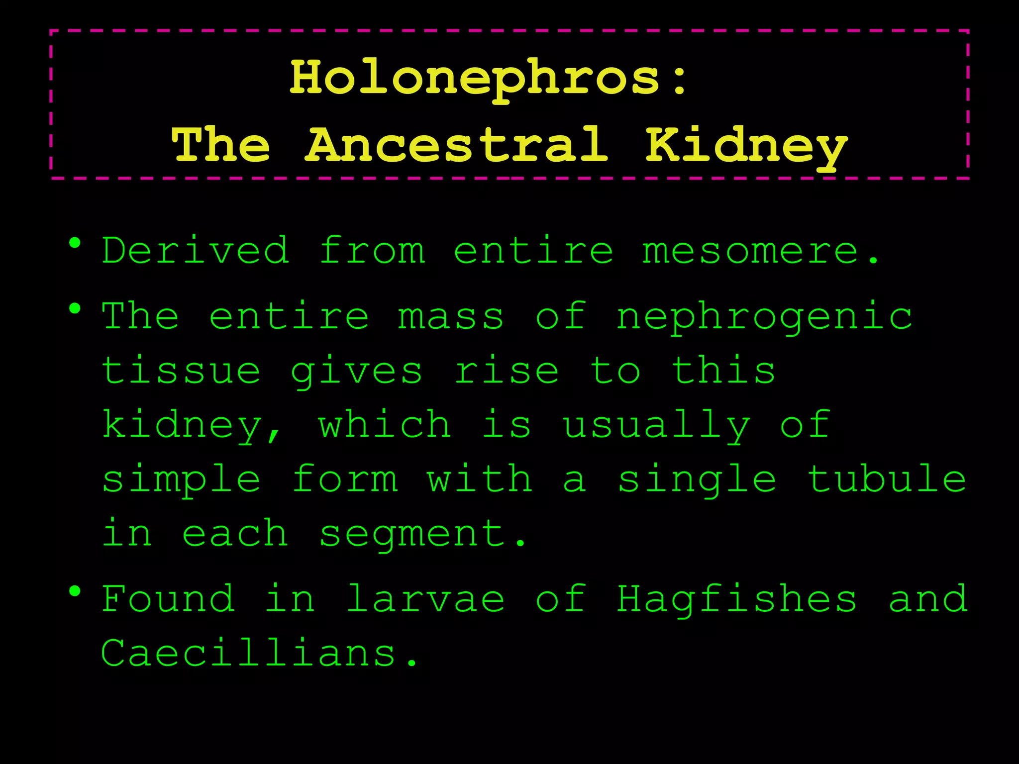 Comparative Anatomy - Excretory System | PPT
