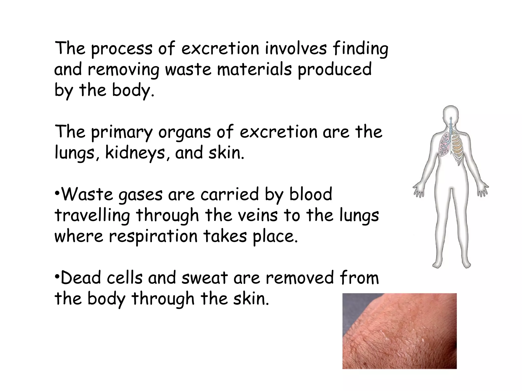 Excretory system | PPT