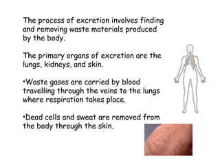 Excretory system | PPT