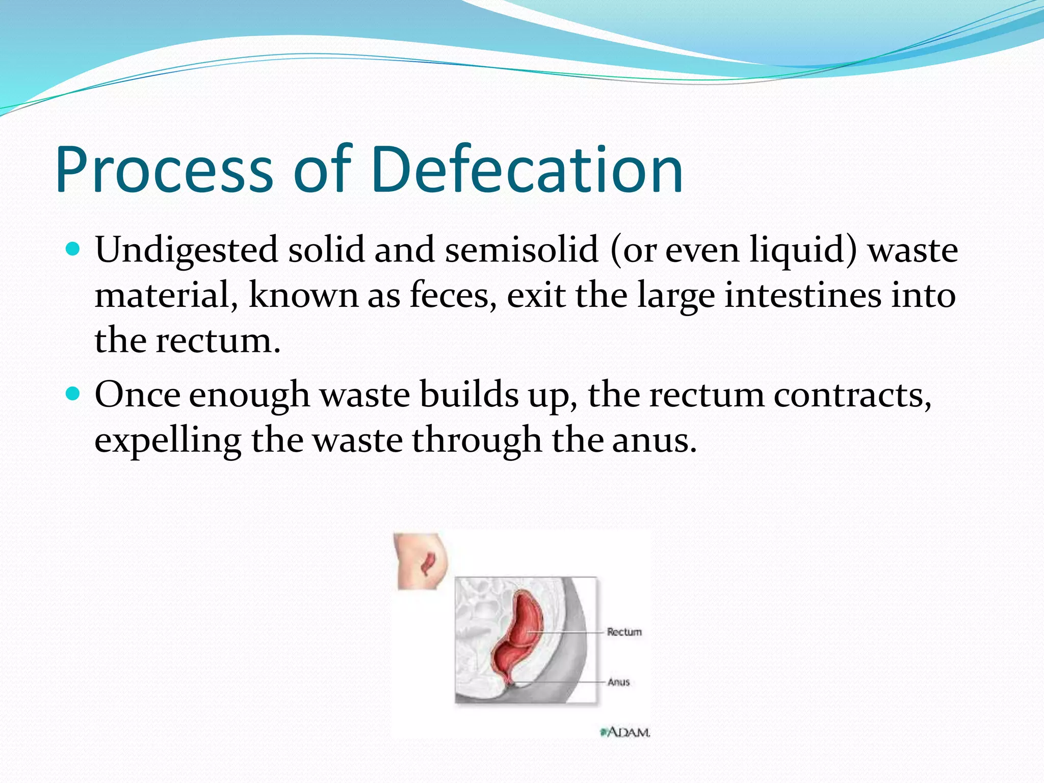 Excretory system | PPTX