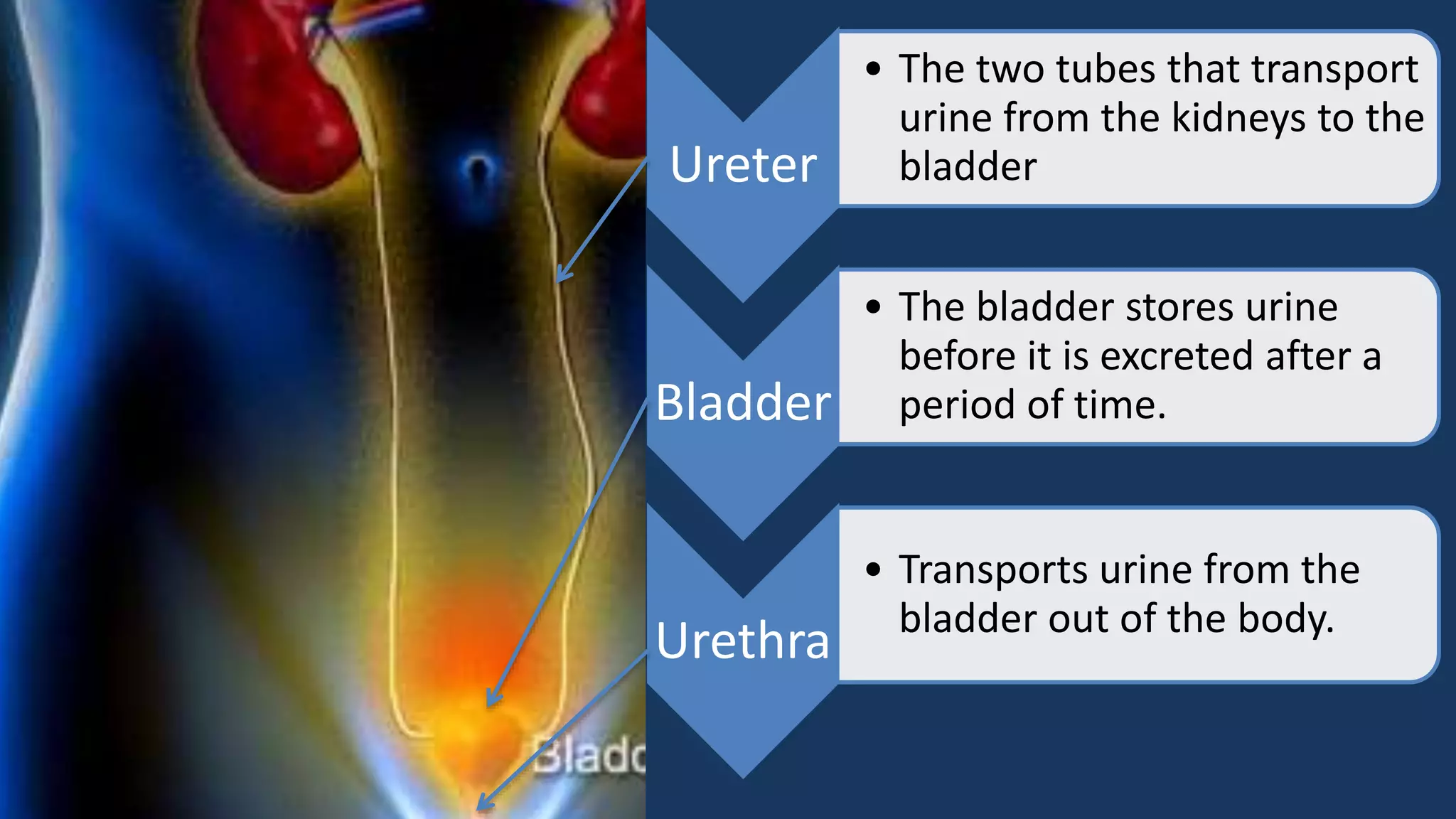 Excretory system | PPTX