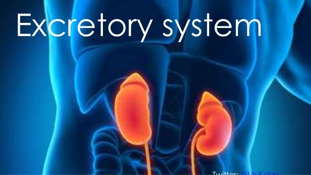 Excretory System